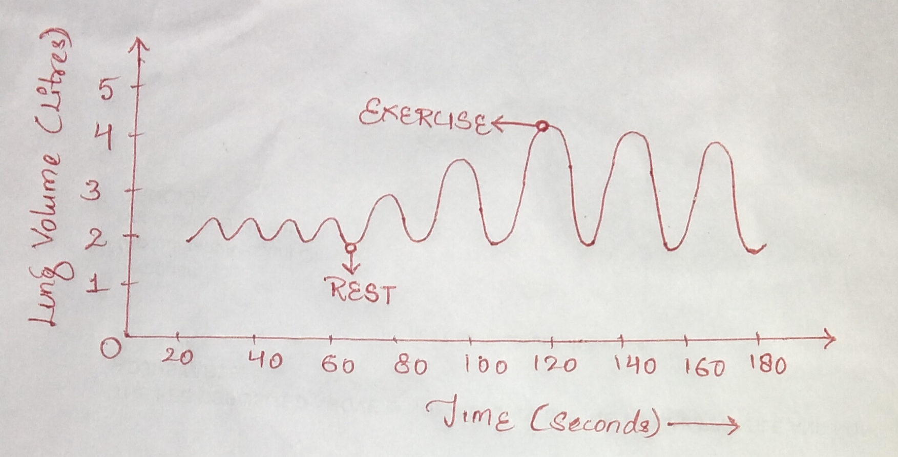 Effects of exercise on Cardiovascular & Respiratory System? - Motion ...